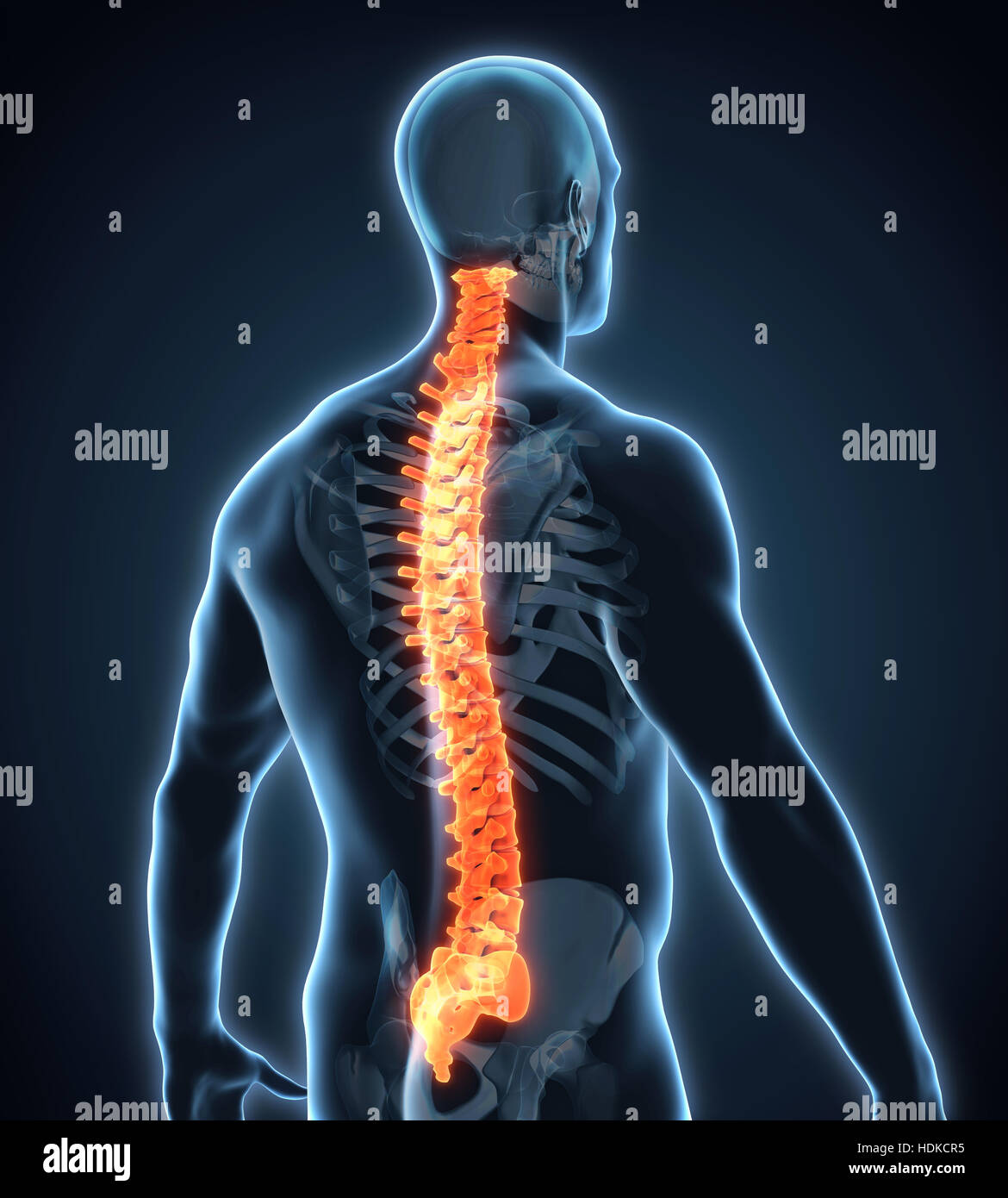 L'anatomie de la colonne vertébrale humaine Photo Stock - Alamy