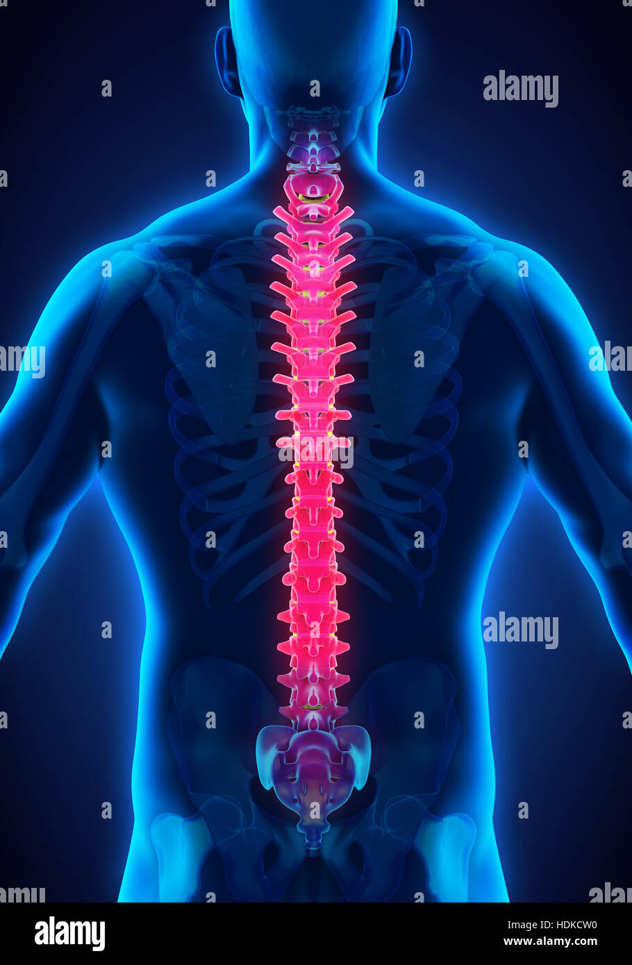 L'anatomie de la colonne vertébrale humaine Photo Stock - Alamy