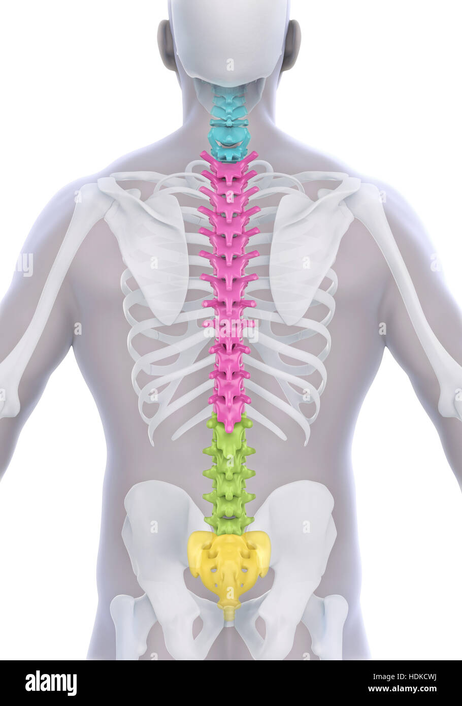 L'anatomie de la colonne vertébrale humaine Photo Stock - Alamy