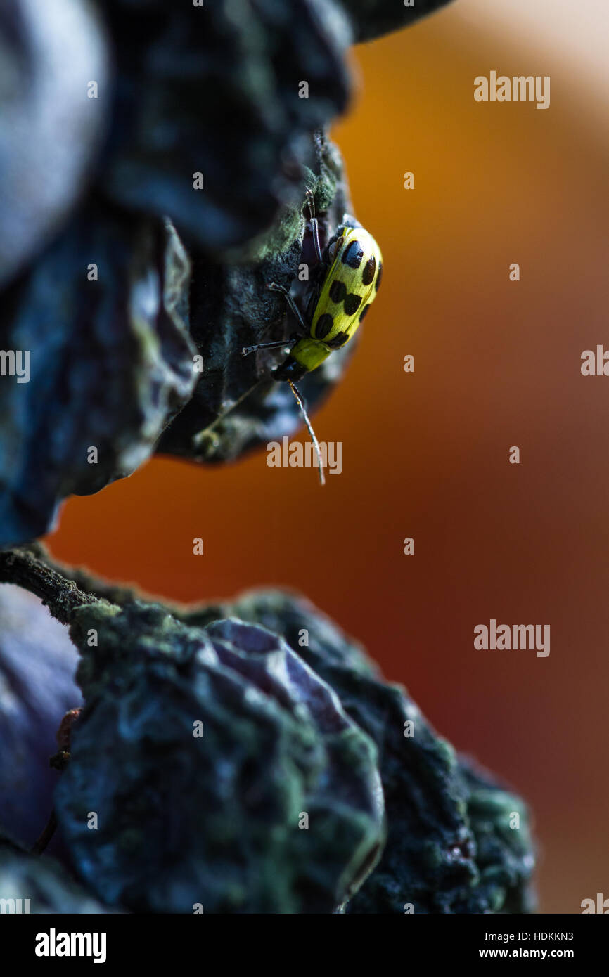 Raisins d'alimentation d'insectes Banque de photographies et d’images à ...
