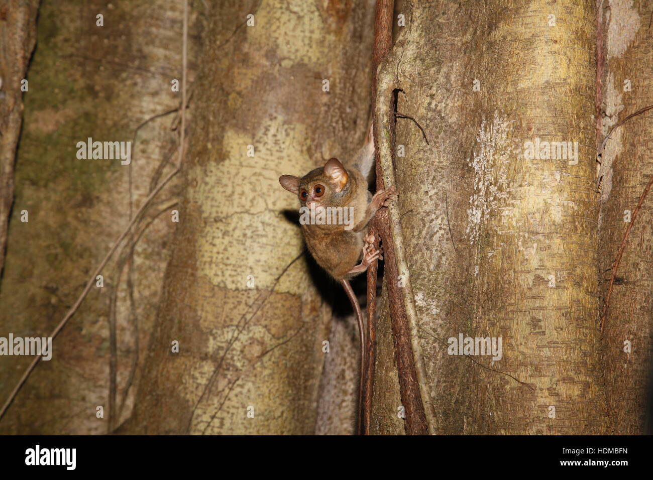 Tarsier spectral Banque de photographies et d’images à haute résolution ...