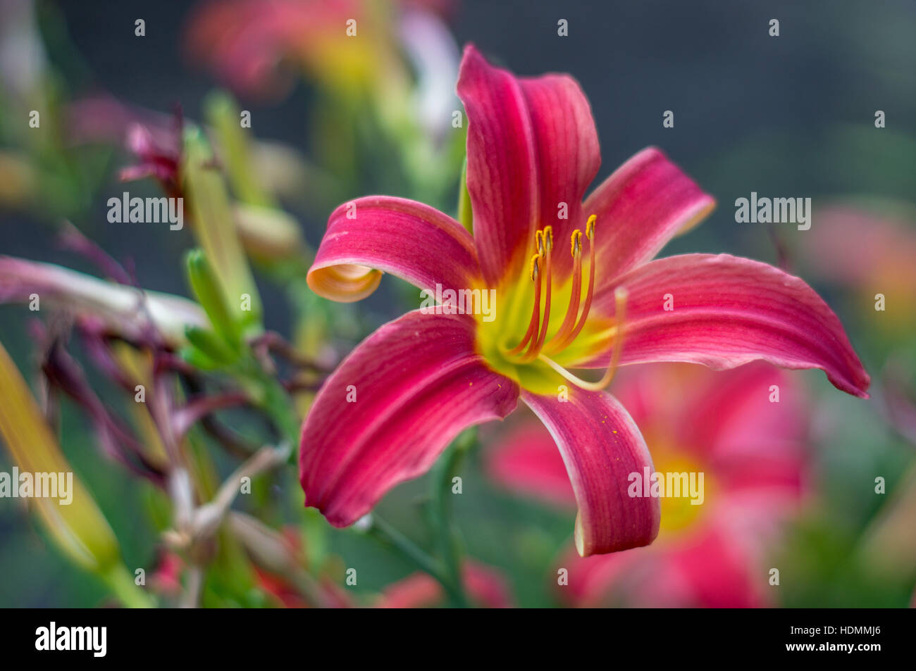 Lys rouge Banque de photographies et d’images à haute résolution - Alamy