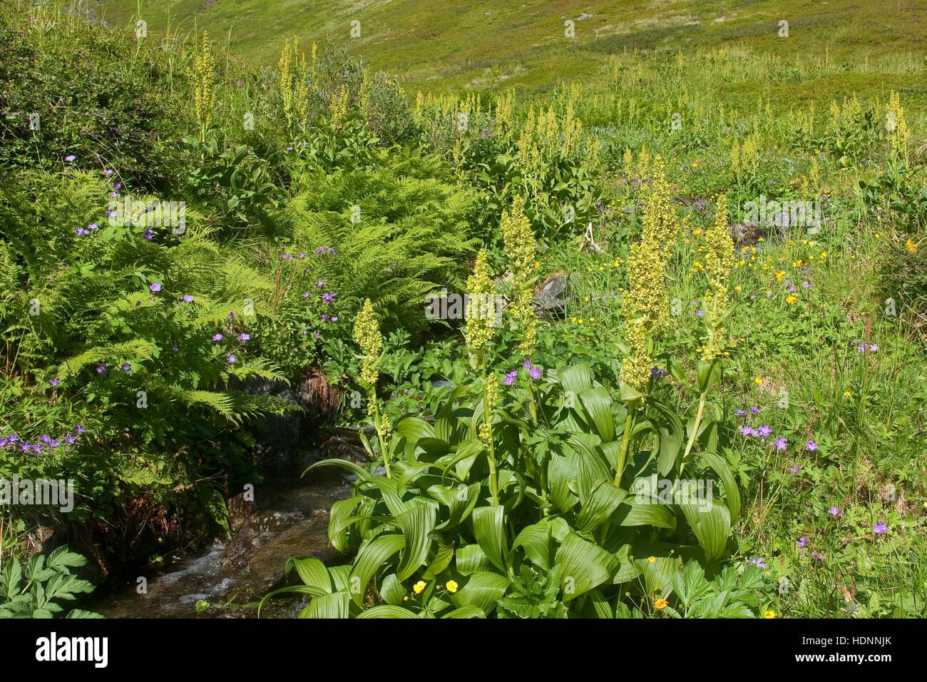 Veratrum album Banque de photographies et d’images à haute résolution ...
