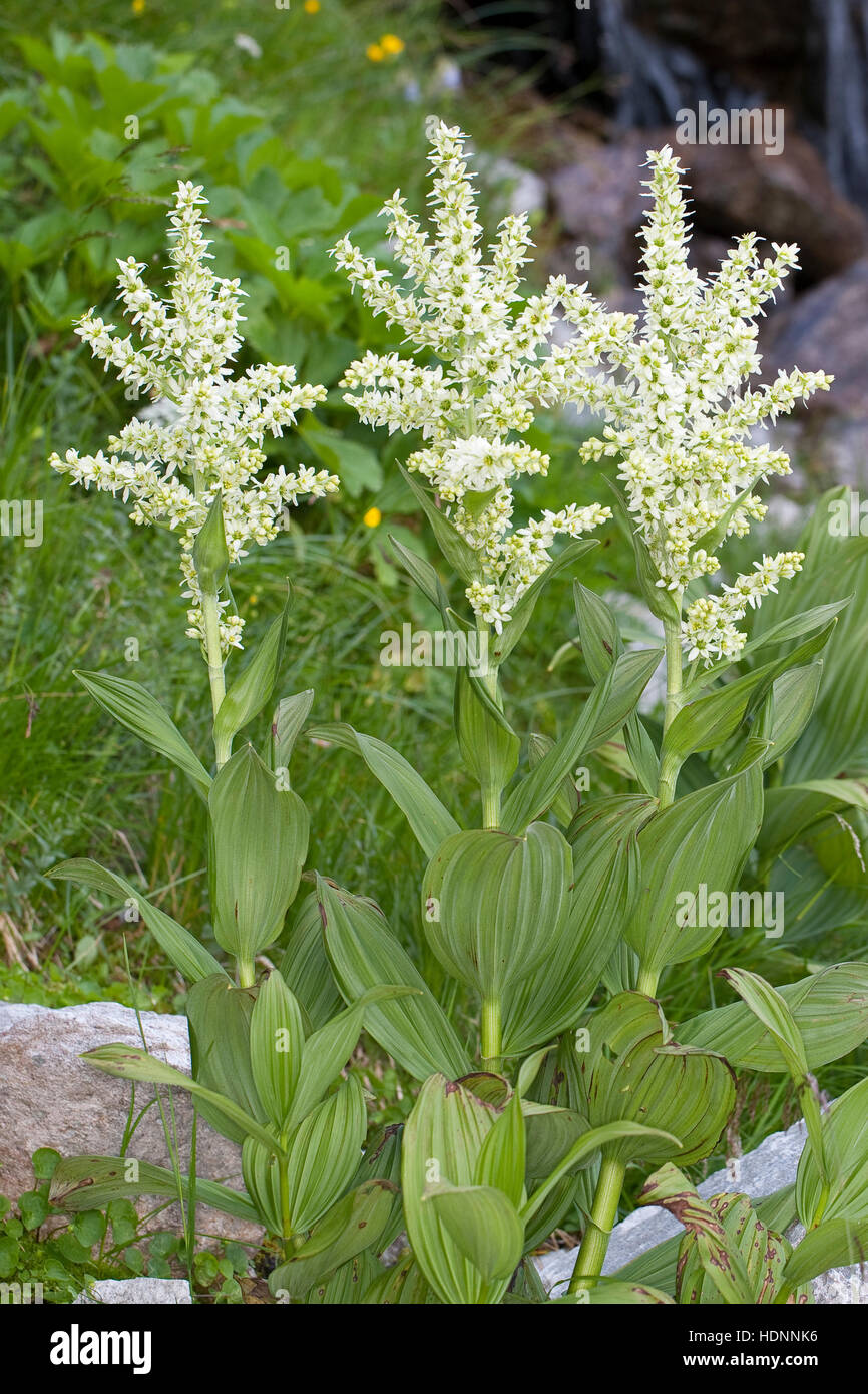 Weisser germer, Veratrum album vératre blanc Photo Stock - Alamy