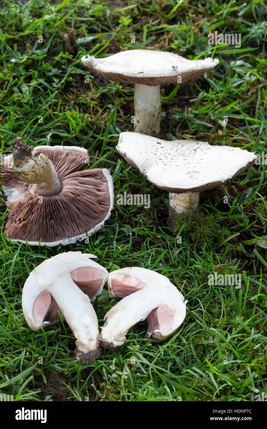 Wiesen champignon et feldegerling ou wiesenegerling Banque de ...