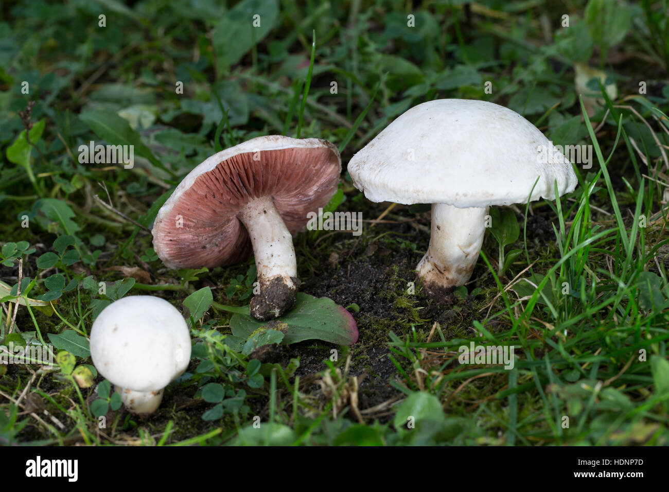 Wiesen champignon et feldegerling ou wiesenegerling Banque de ...