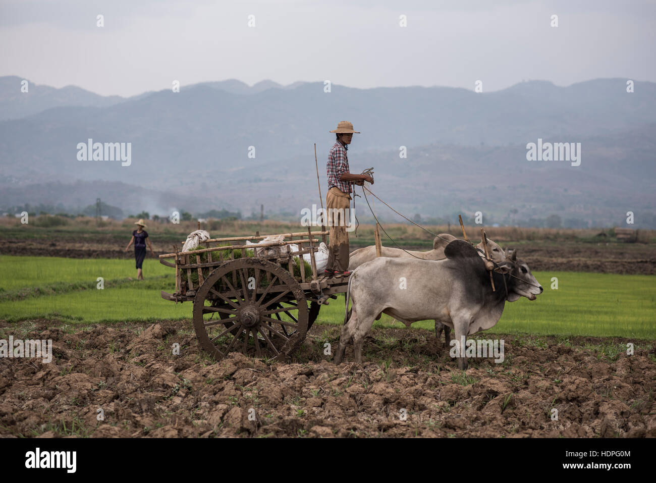 Bœufs et charrette Banque de photographies et d’images à haute résolution - Alamy