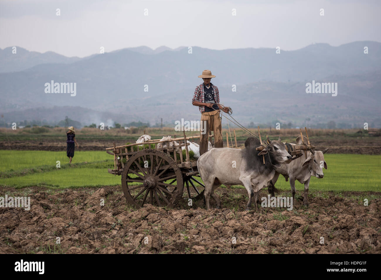Bœufs et charrette Banque de photographies et d’images à haute résolution - Alamy