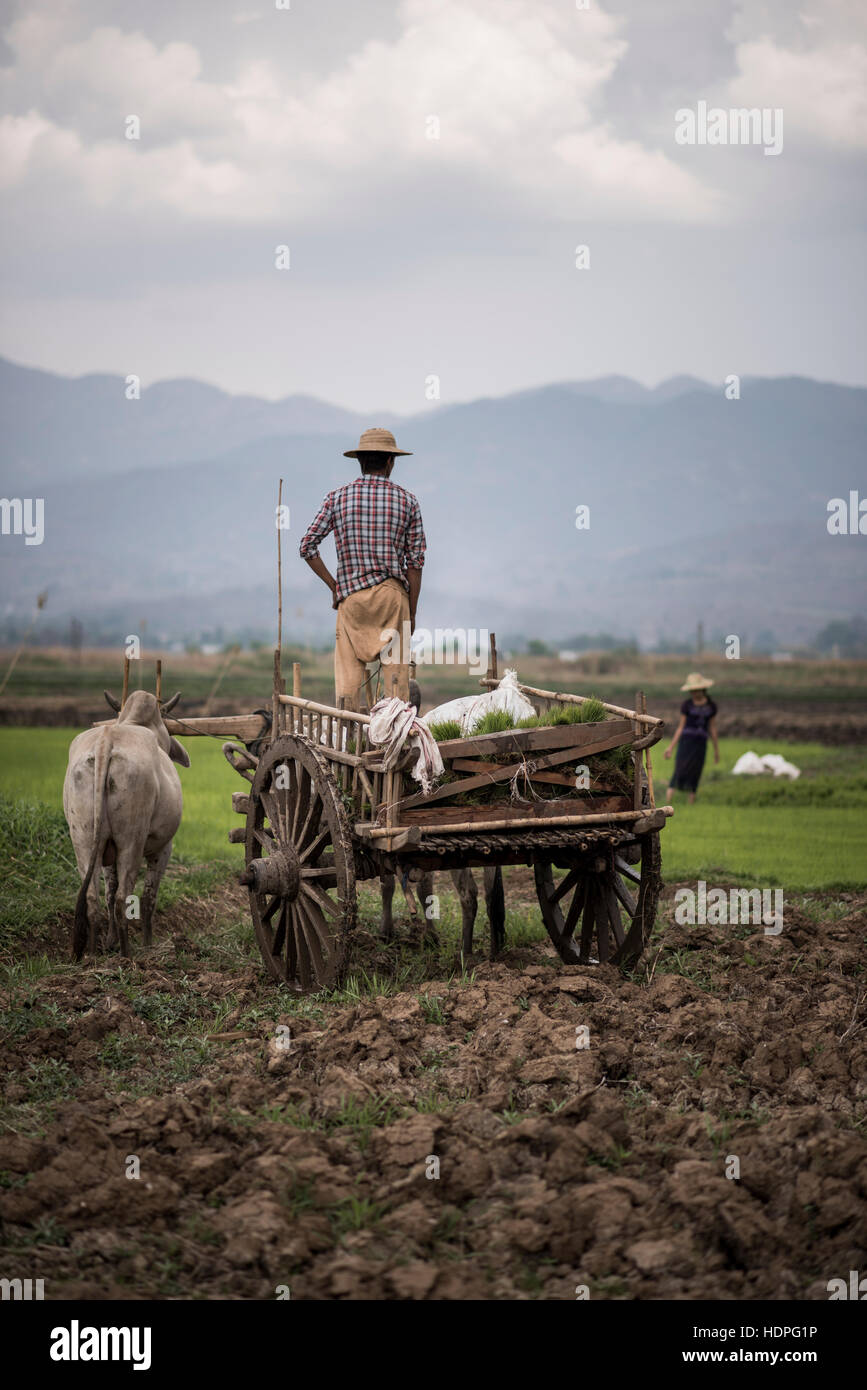 Bœufs et charrette Banque de photographies et d’images à haute résolution - Alamy