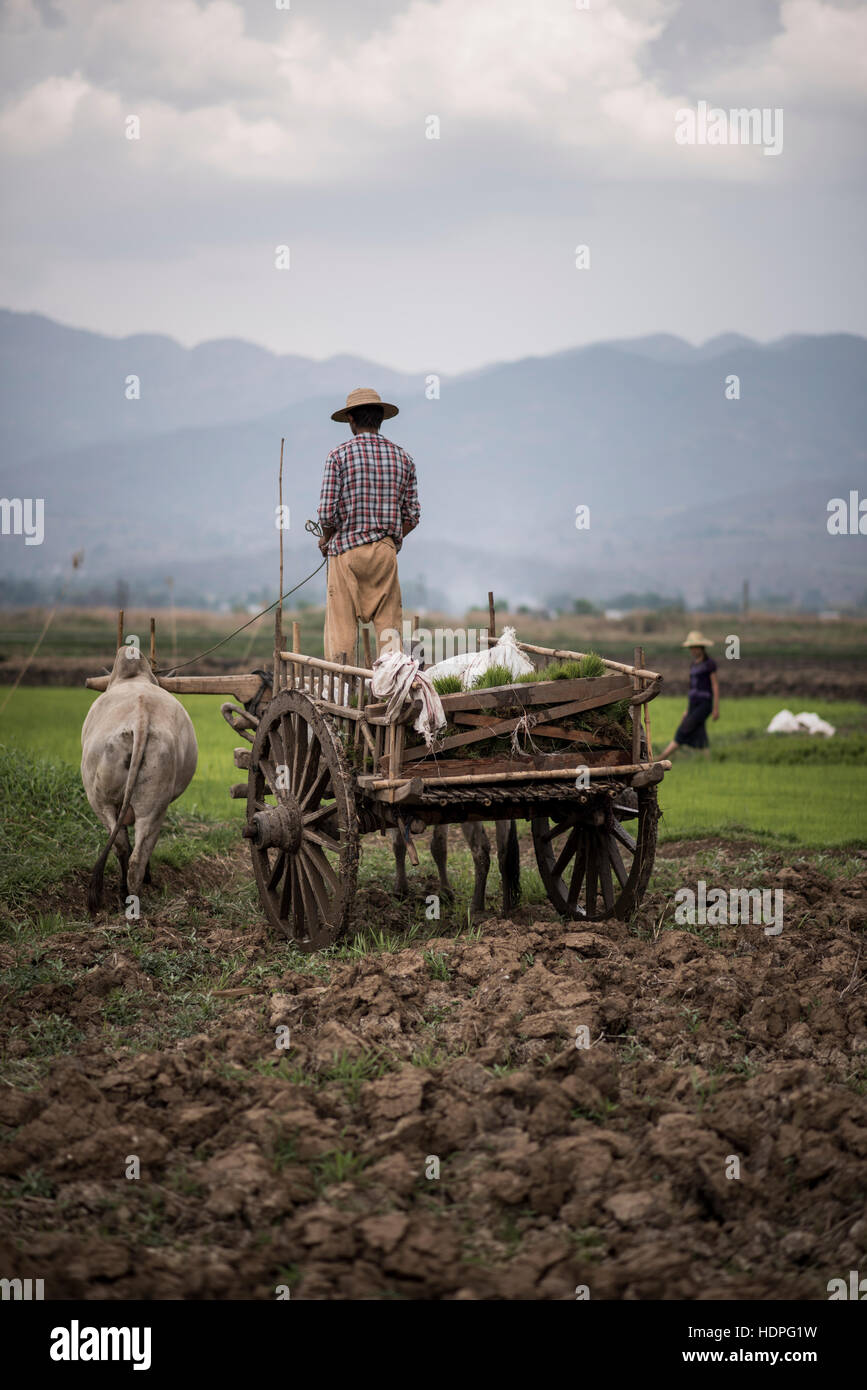 Bœufs et charrette Banque de photographies et d’images à haute résolution - Alamy