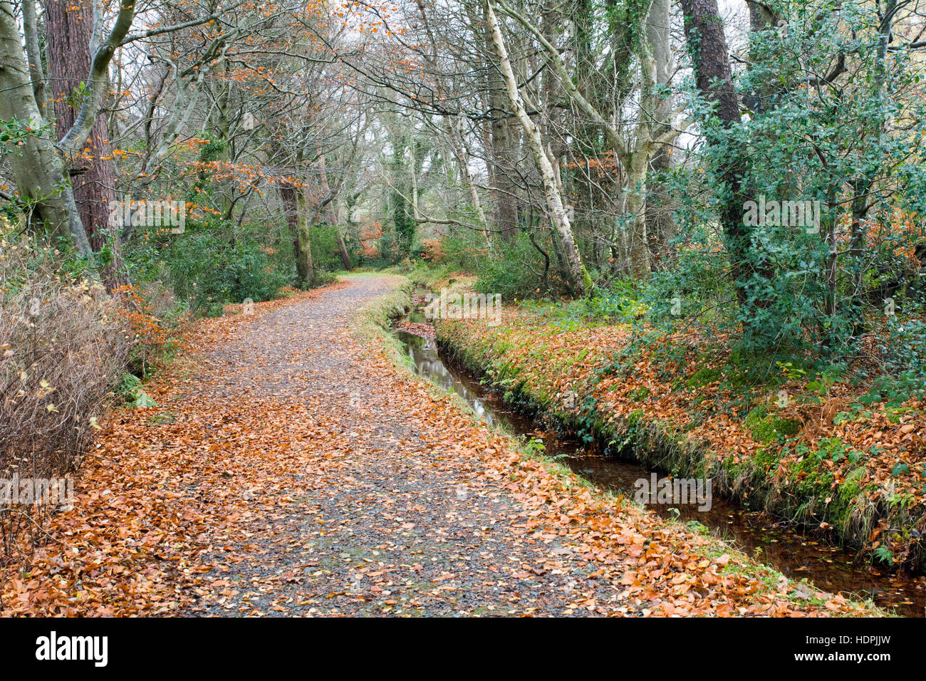 Chemin bois Banque de photographies et d’images à haute résolution - Alamy