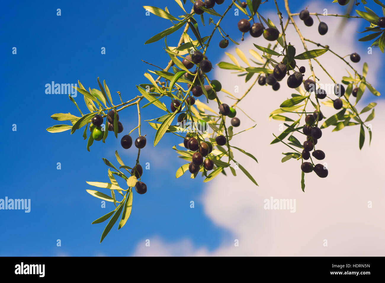 Arbre généalogique olive avec des fruits Photo Stock - Alamy