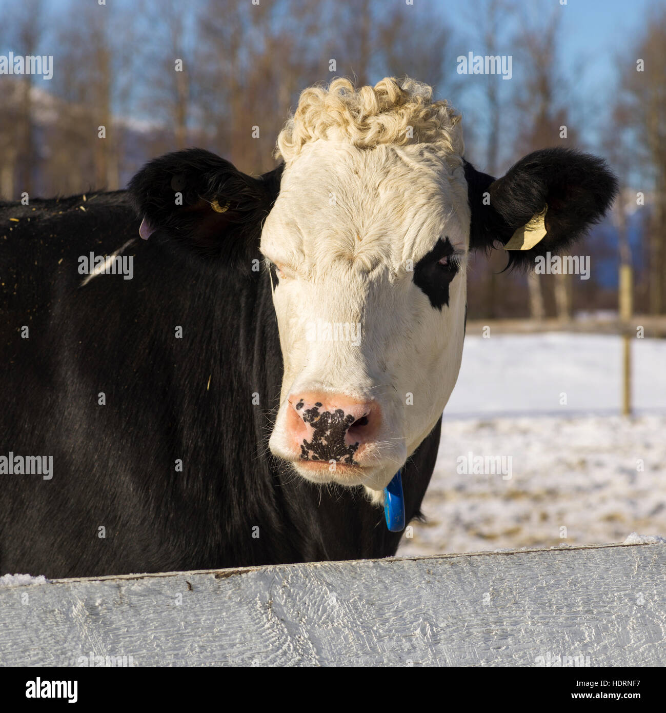 Abondance cattle Banque de photographies et d’images à haute résolution ...