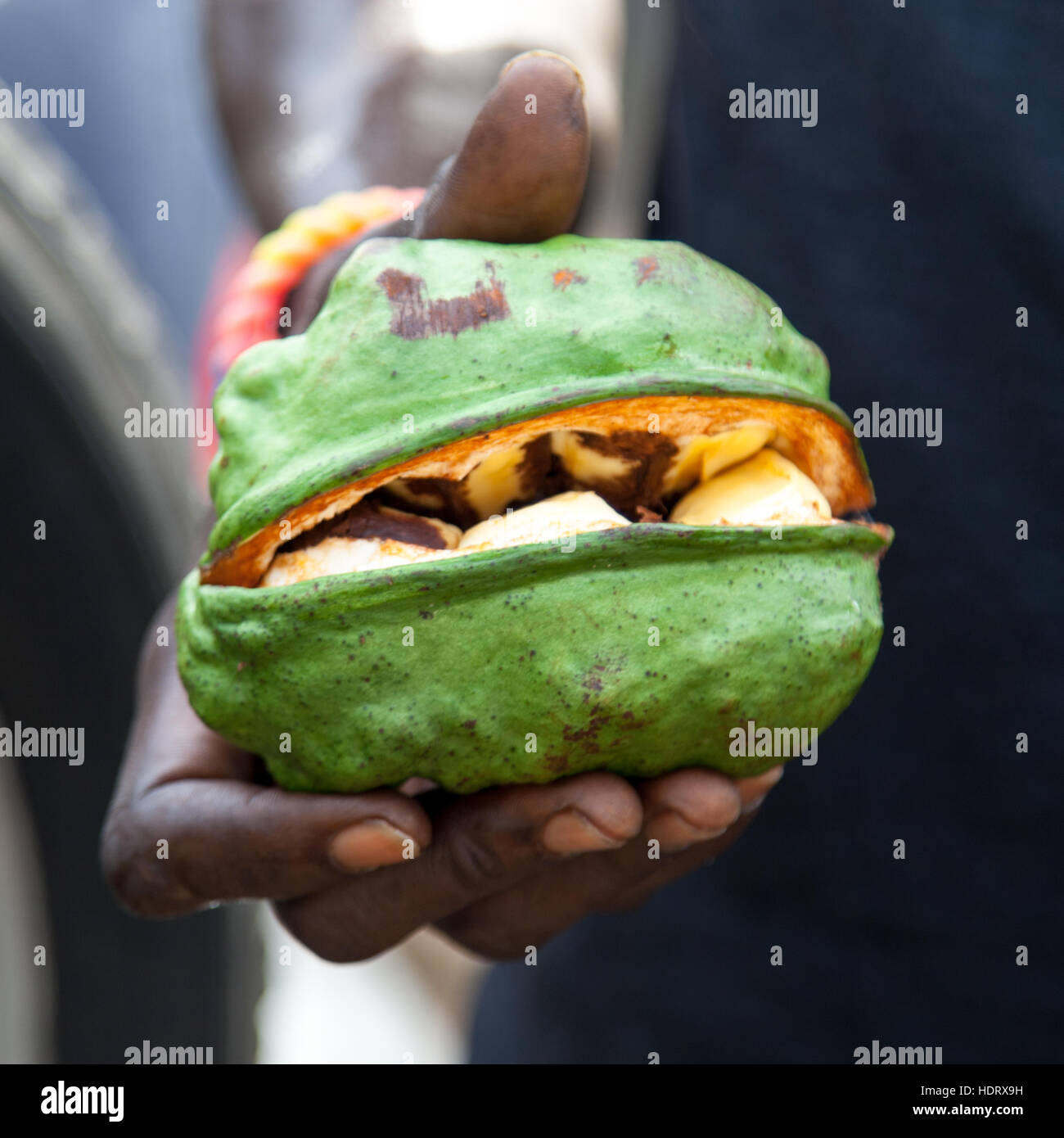 Cola nut Banque de photographies et d’images à haute résolution - Alamy
