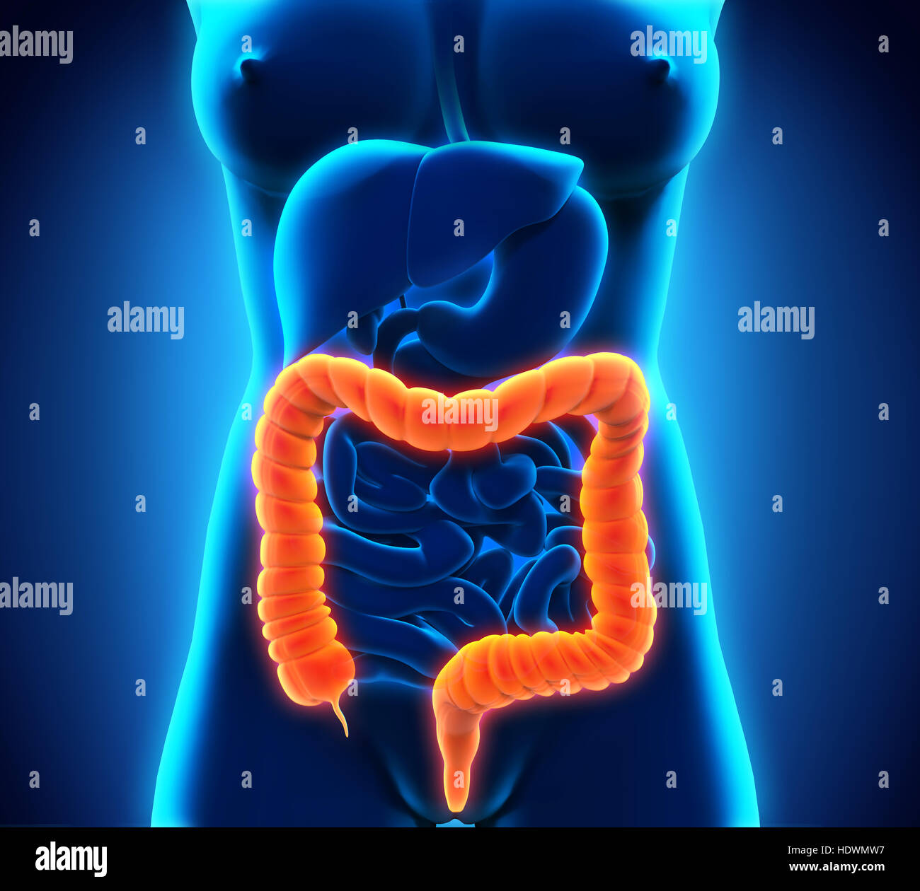 Anatomie abdominale féminine Banque de photographies et d’images à ...