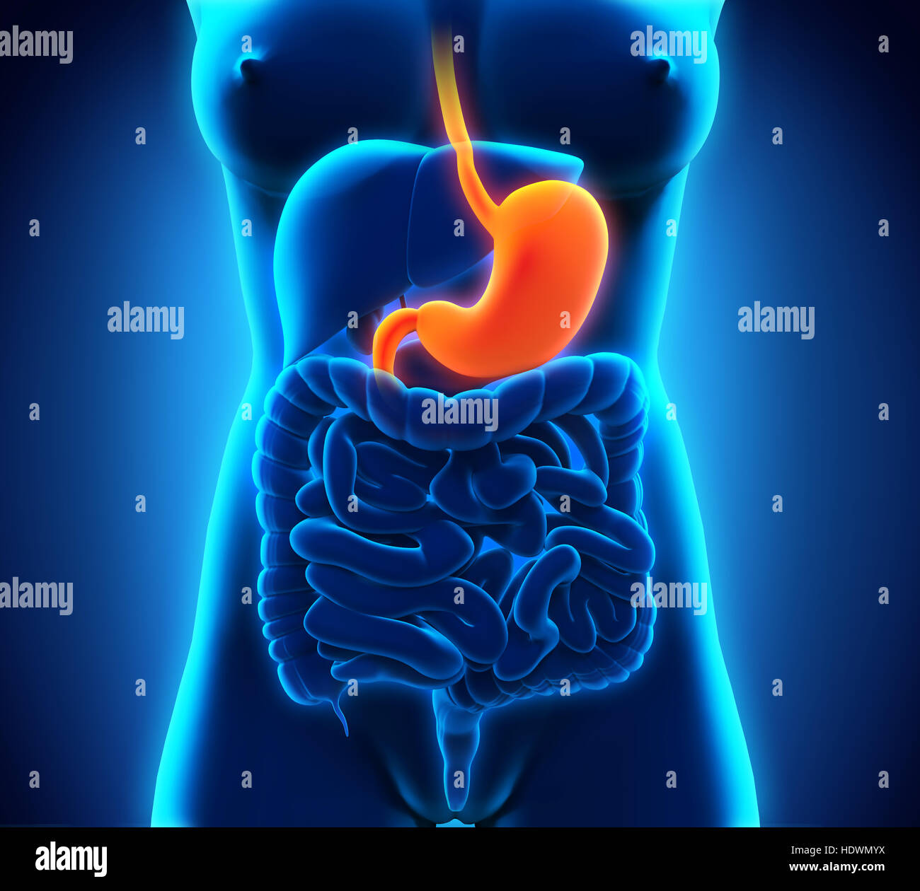 Anatomie de l'estomac humain Photo Stock - Alamy
