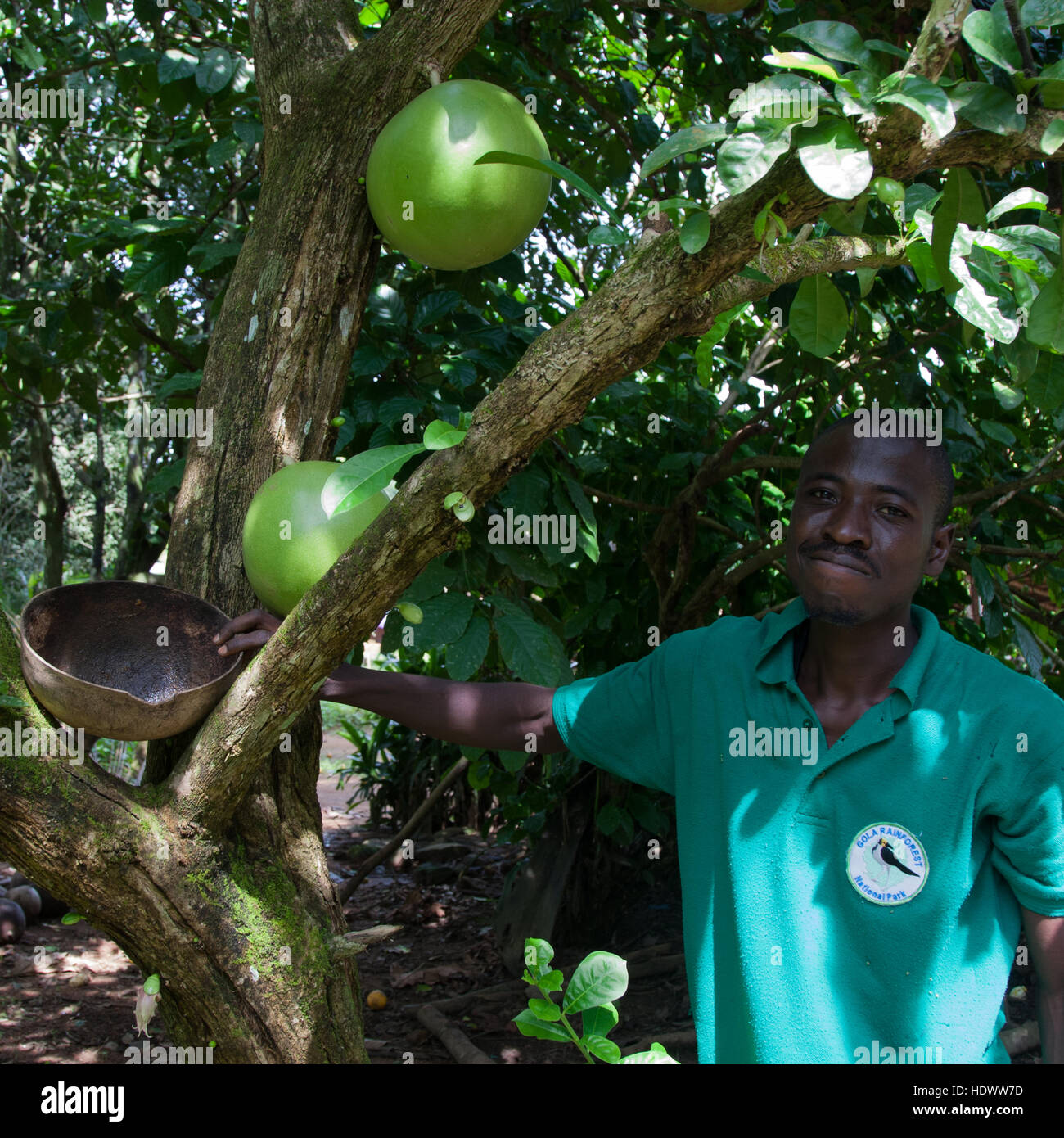 Plastic palm tree Banque de photographies et d’images à haute ...