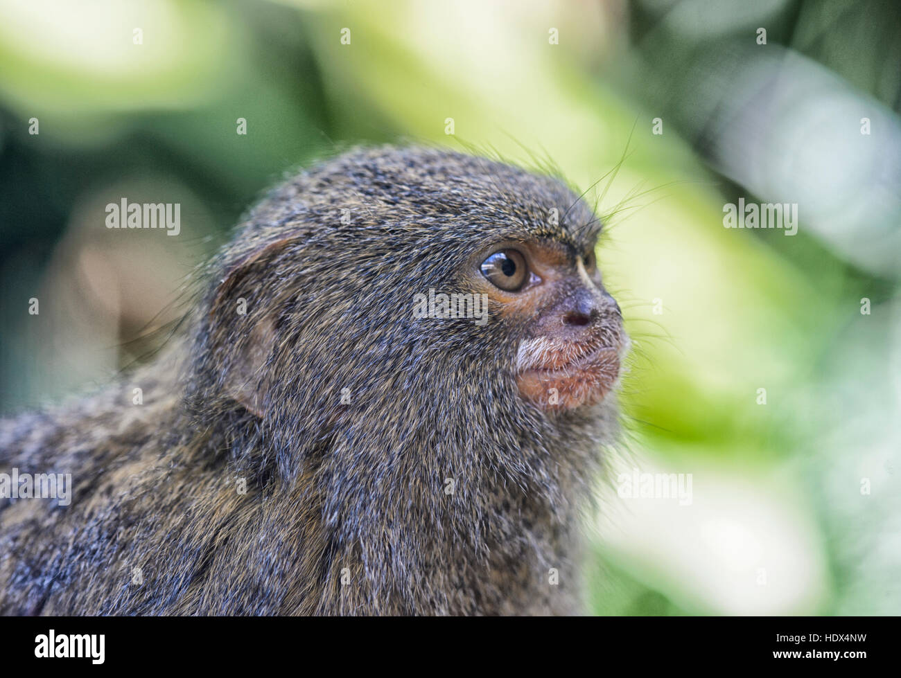 Ouistiti Pygm e Callythrix Pygmaea Est Originaire De L Am rique Du Ouistiti Pygm e Callythrix Pygmaea Est Originaire De L Am rique Du