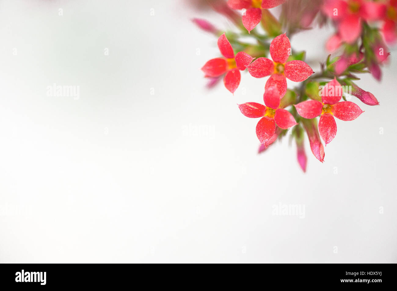 Cadre de coin fleur Banque de photographies et d’images à haute ...