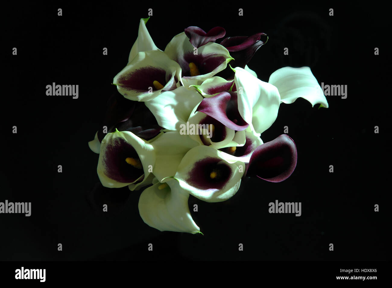 Purple arum Banque de photographies et d’images à haute résolution - Alamy