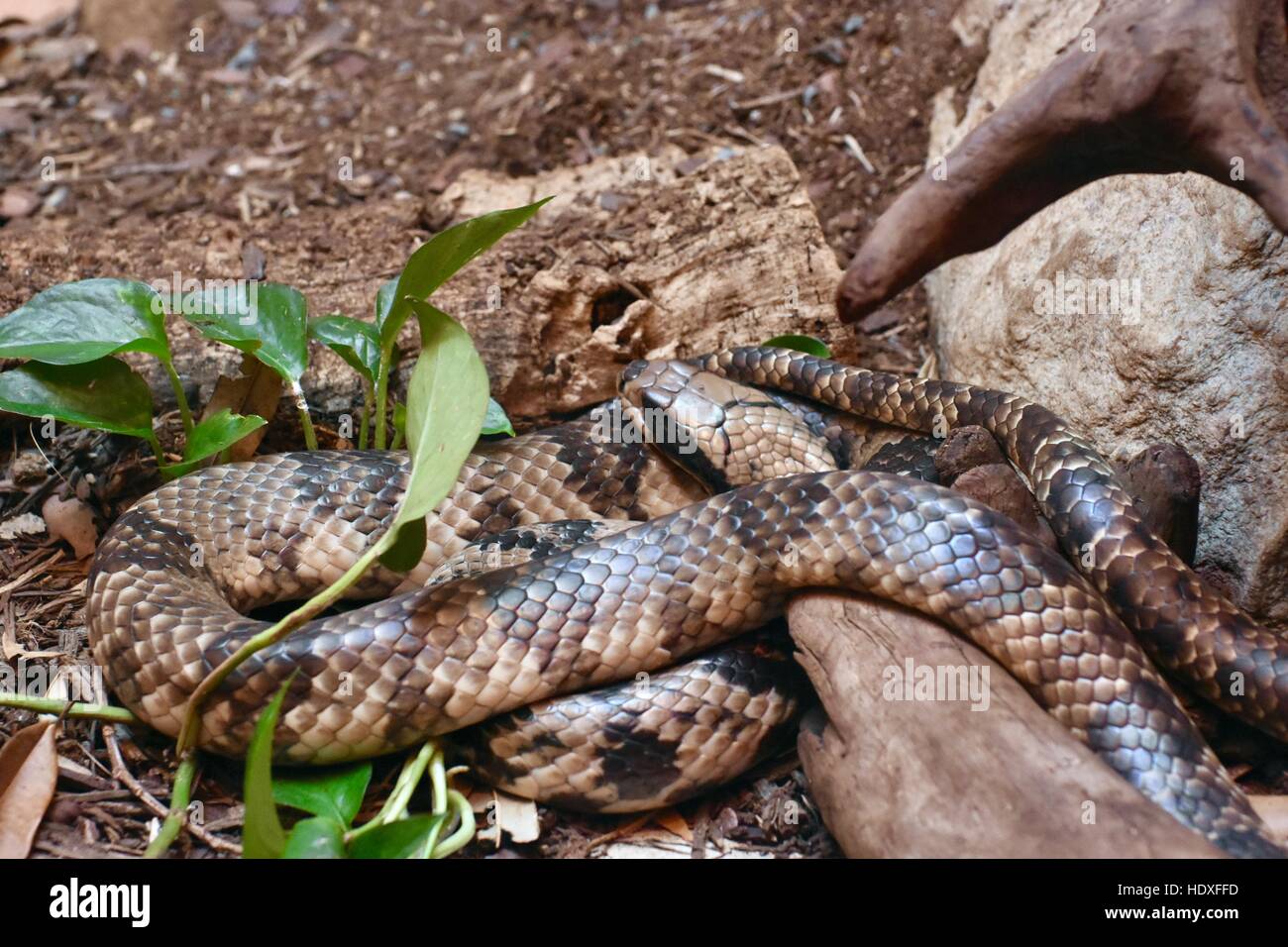 Reptile venimeux Banque de photographies et d’images à haute résolution ...