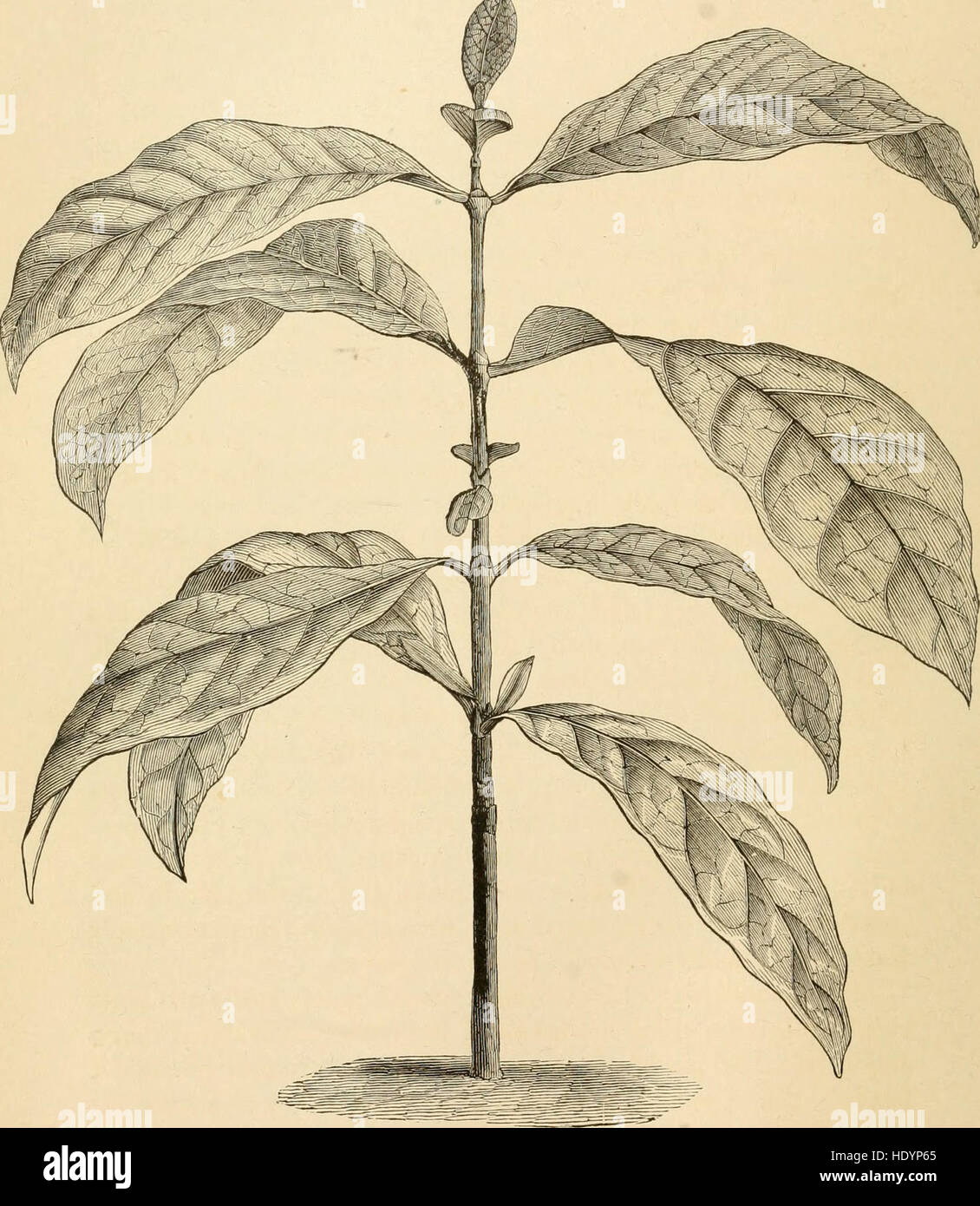 Ce livre de 1881 détaille le parcours du café de la culture en ...