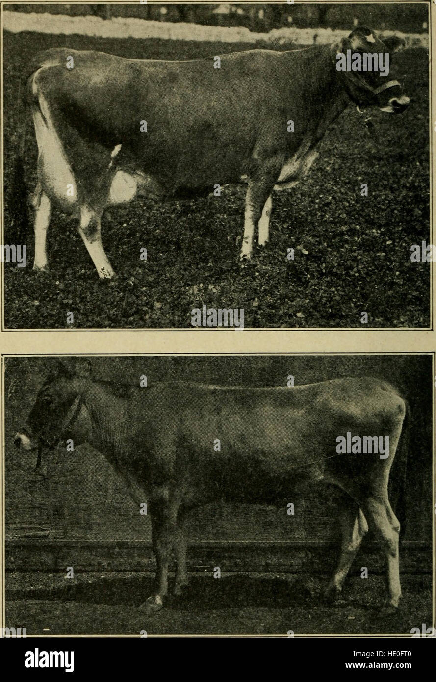 *Élevage laitier* (1916) est un guide complet des pratiques d’élevage laitier, détaillant les ...