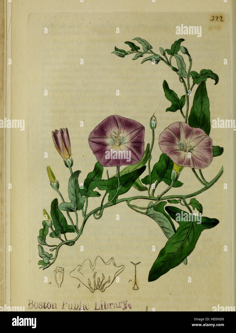 *The Botanical Register* (1815) est un ouvrage de référence botanique ...