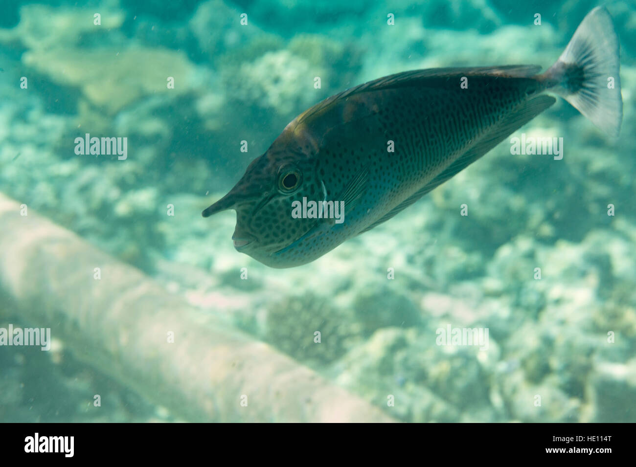 Poisson licorne Banque de photographies et d’images à haute résolution ...
