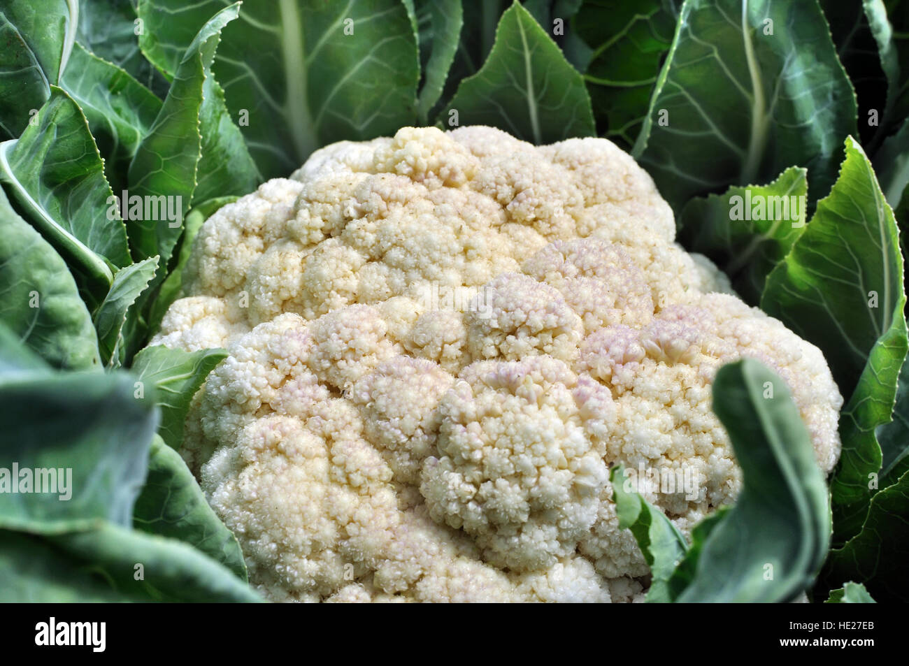 Plantation de choux fleurs Banque de photographies et d’images à haute ...