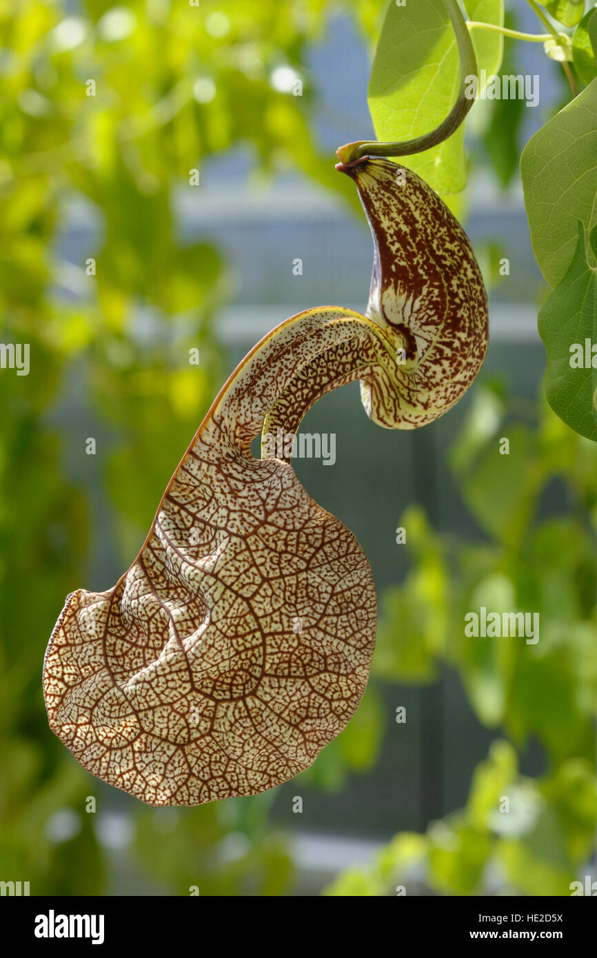 Aristolochia labiata Banque de photographies et d’images à haute ...