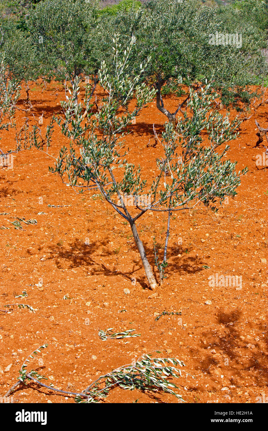 Sol rouge Banque de photographies et d’images à haute résolution - Alamy