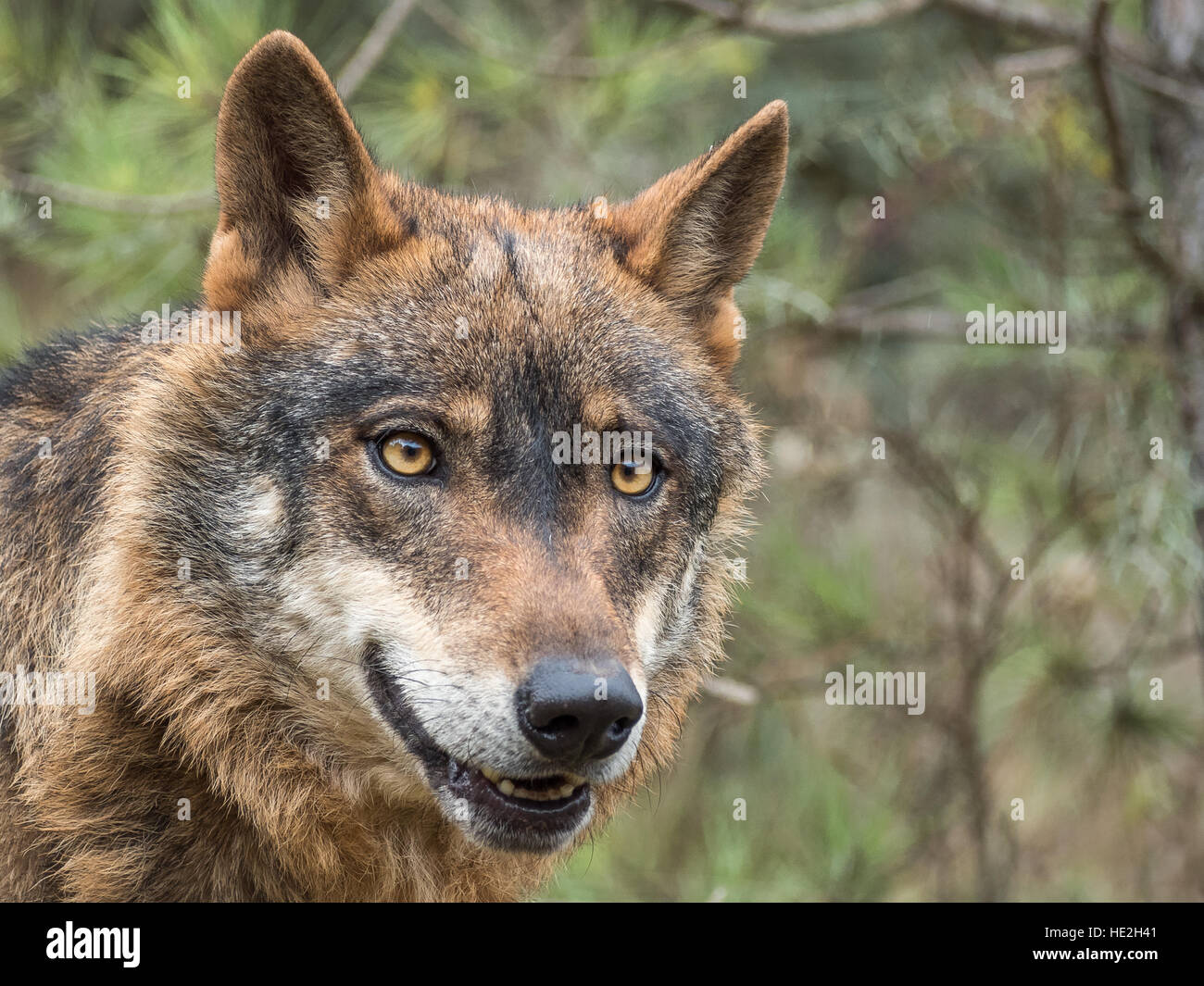 Canis lupus signatus Banque de photographies et d’images à haute ...
