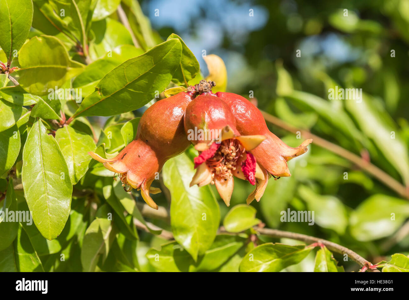 Fleur De Grenadier Banque d'image et photos - Alamy