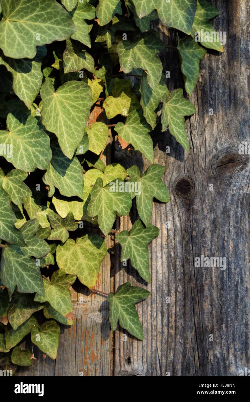 Lierre Sur Clôture En Bois Banque d'image et photos - Alamy