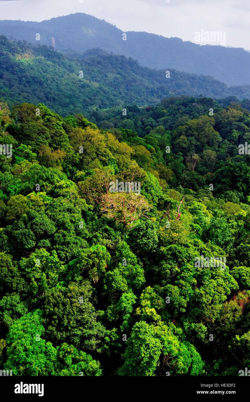 Vue aerienne de foret Banque de photographies et d’images à haute ...