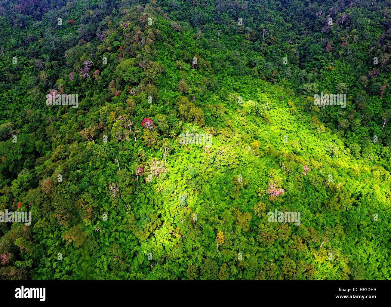 Vue aerienne de foret Banque de photographies et d’images à haute ...