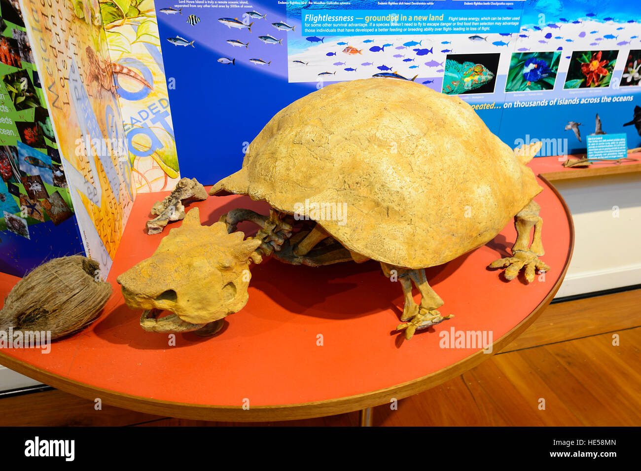 Squelette d'un Meiolaniid, une espèce de tortue terrestre blindé, Lord ...