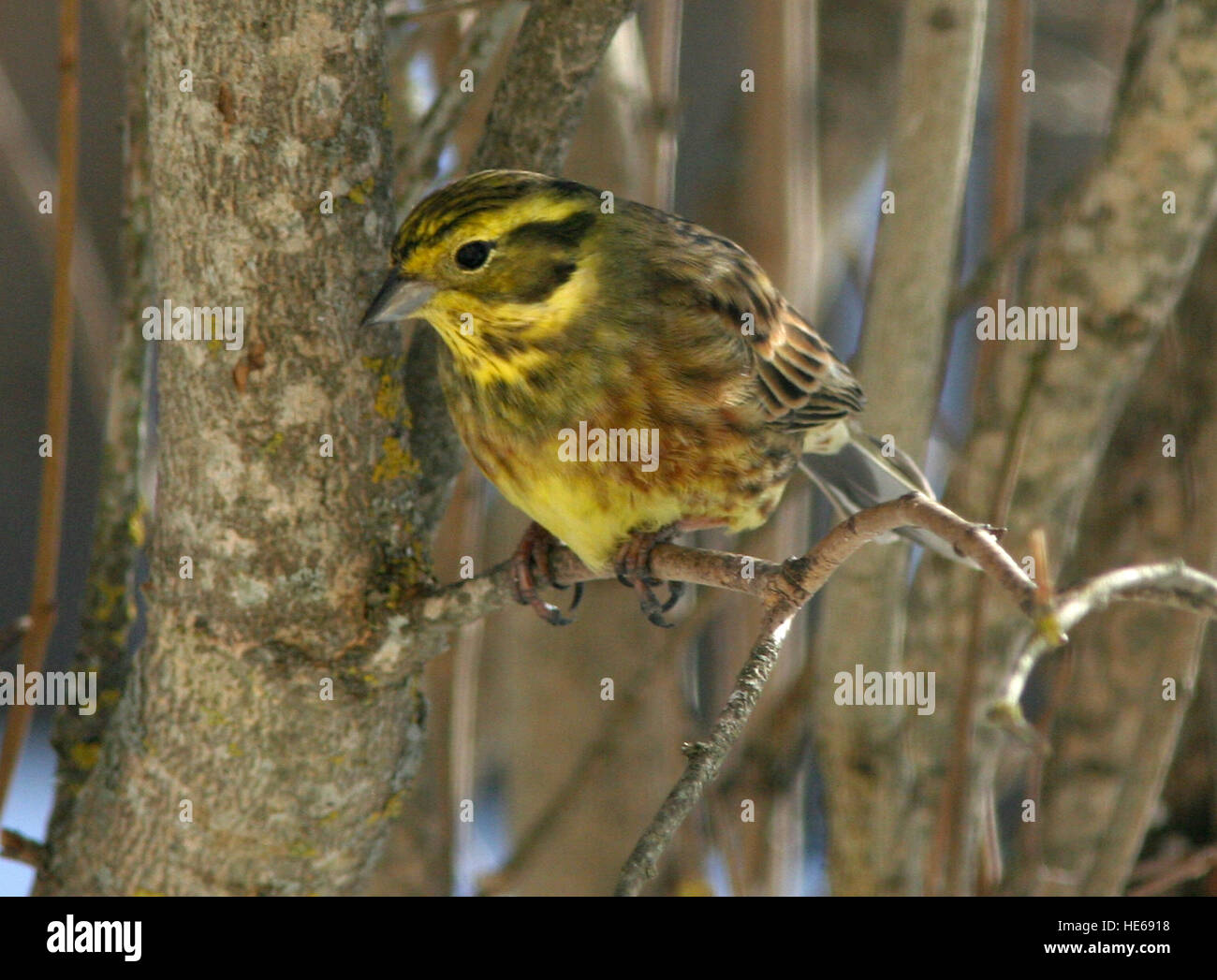 Animaux jaunes Banque de photographies et d’images à haute résolution ...