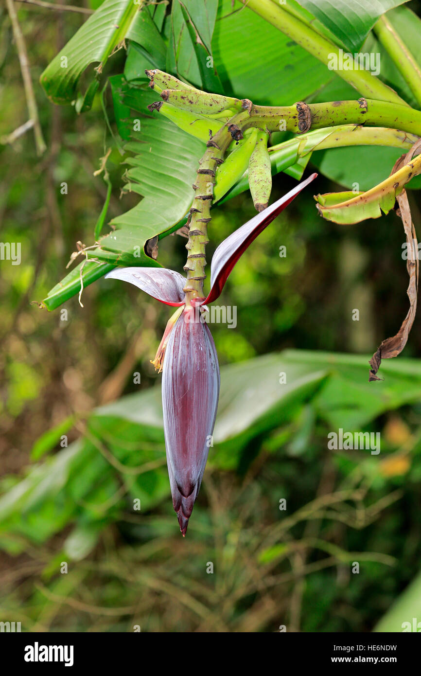 Bananier (Musa x paradisiaca,), Bloom, Plettenberg Bay, Western Cape ...