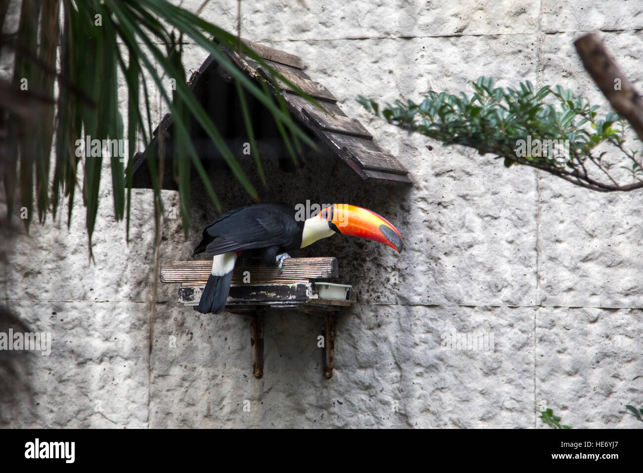 TOKYO, JAPON - 12 octobre 2016 : Toucan au zoo de Ueno à Tokyo, Japon ...