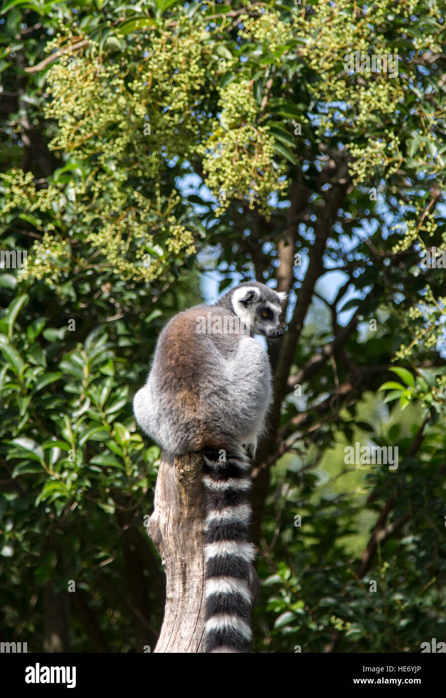 Lémurien à queue anneau zoo de Ueno à Tokyo, Japon. C'est Japon plus ...