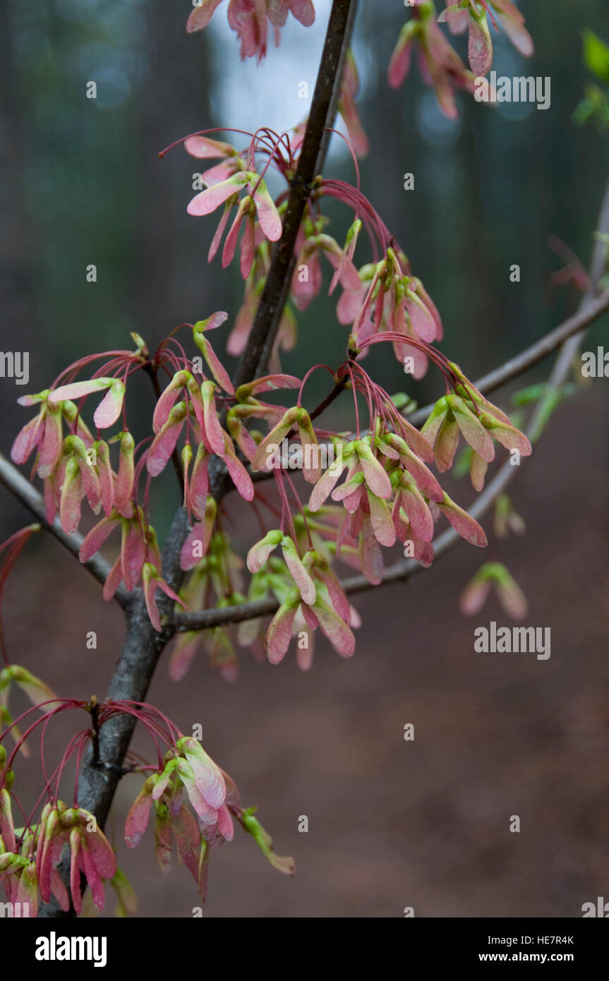 Graines d'érable rouge,Samara, (Acer rubrum) sur branche d'arbre Photo ...