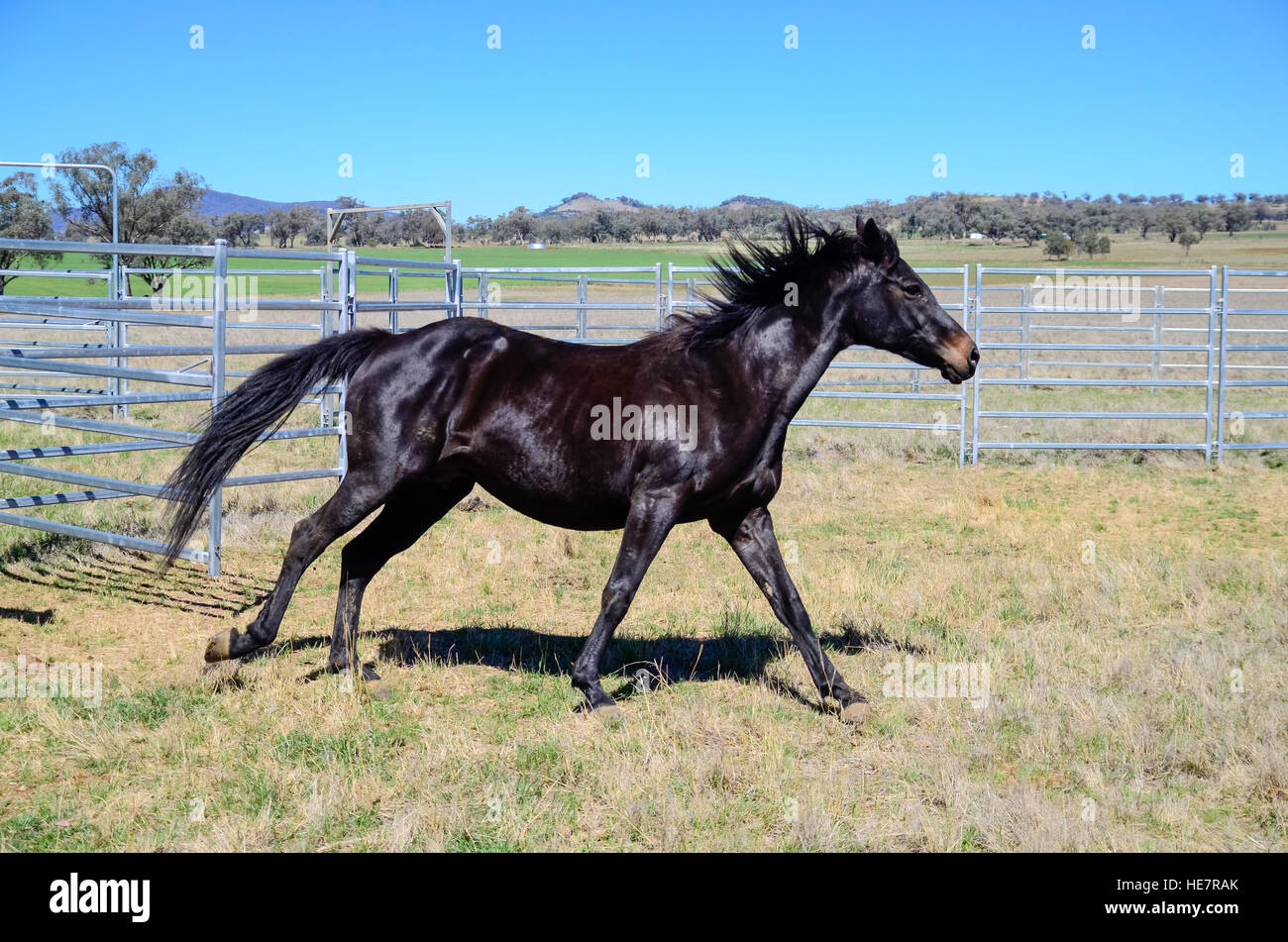 Cheval noir Banque de photographies et d’images à haute résolution - Alamy