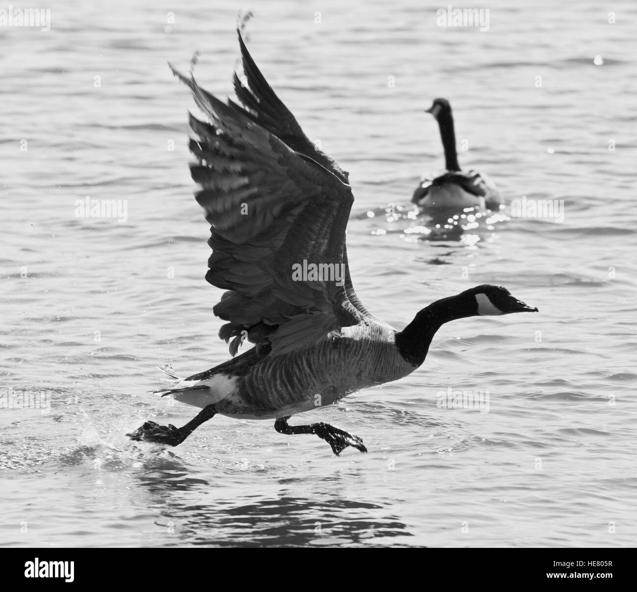 Bernache du canada qui décolle Banque d'images noir et blanc - Alamy