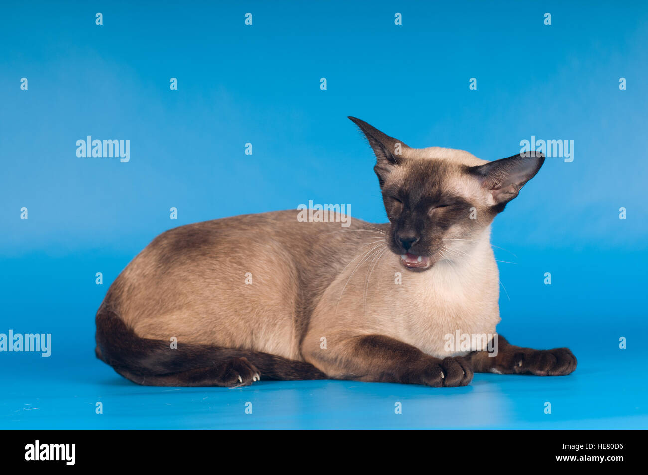 Siam cat Banque de photographies et d’images à haute résolution - Alamy