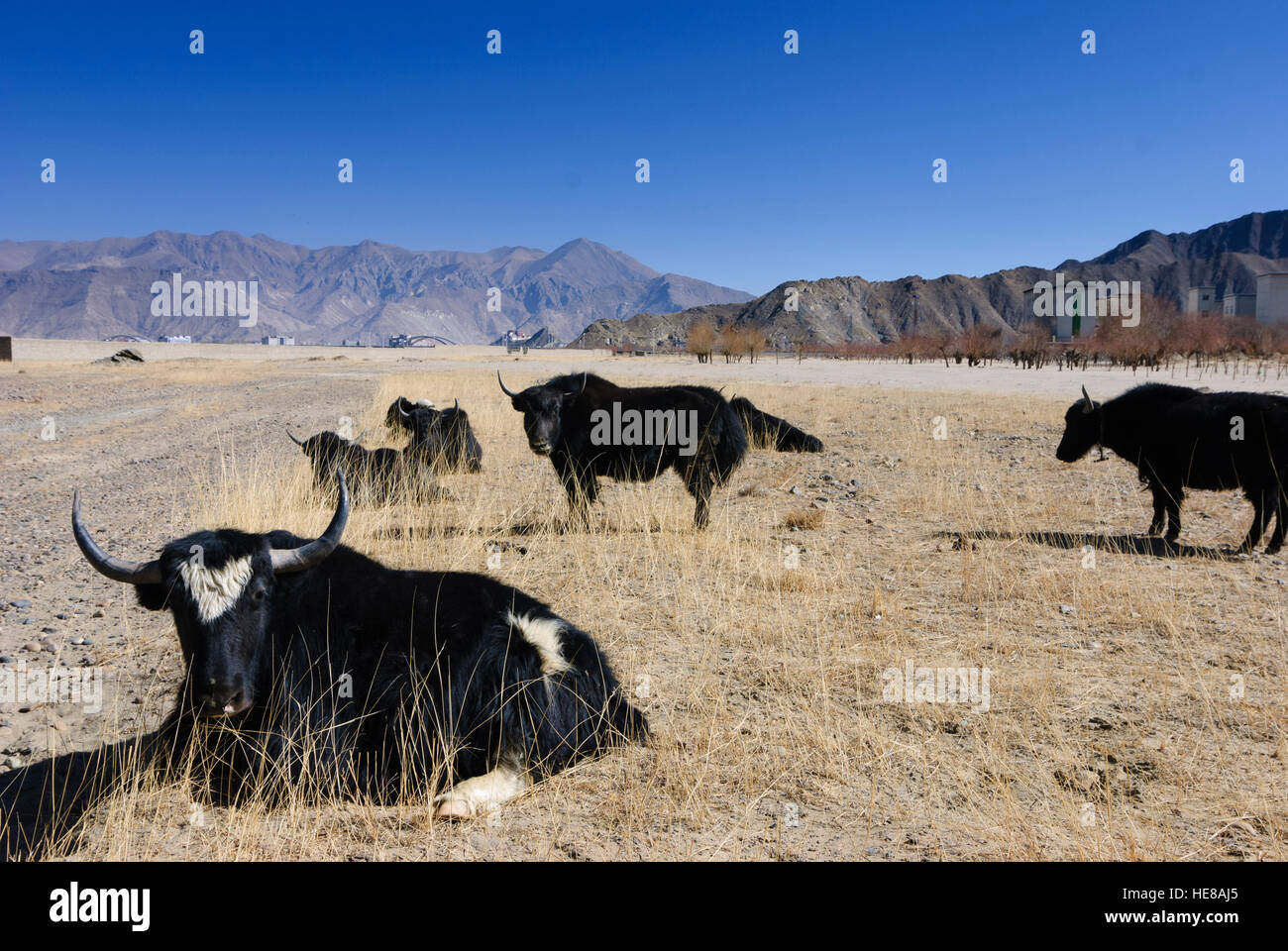 Croisement dzo entre le yak et la vache Banque de photographies et d ...