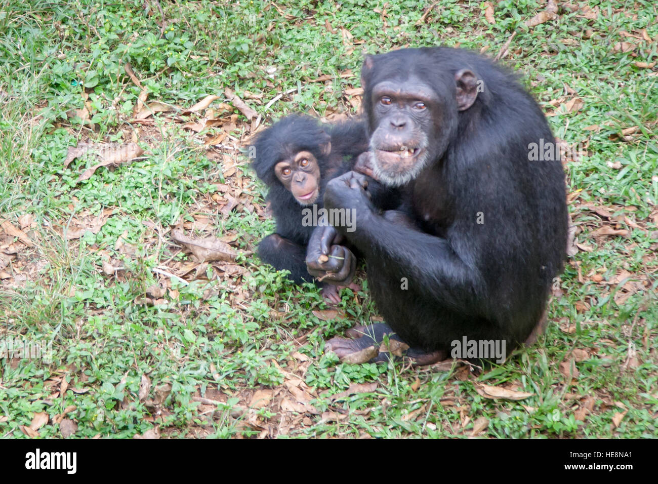 Chimpanzee eat Banque de photographies et d’images à haute résolution ...