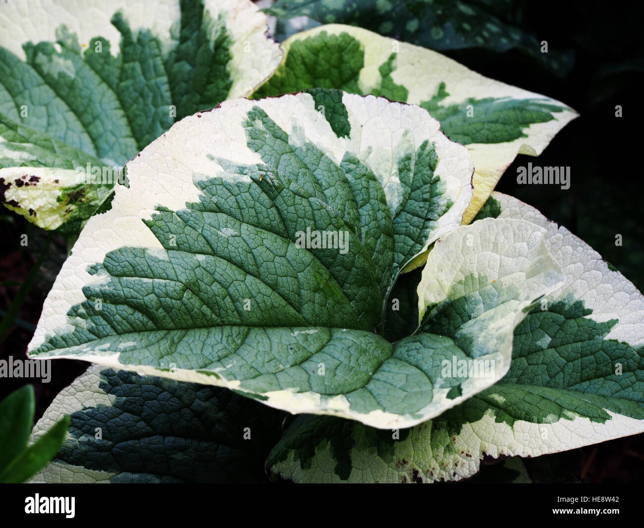 Brunnera macrophylla 'Variegata' Vipérine commune de Sibérie Photo ...