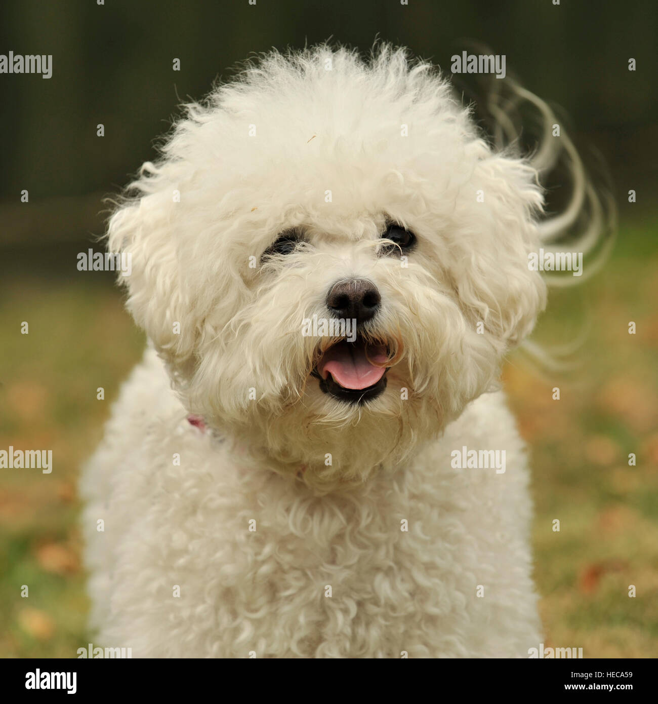 Bichon Tenerife Banque d'image et photos - Alamy